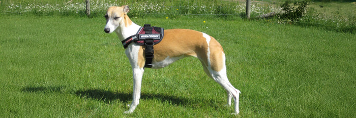 Best Dog Harness for Whippets - Comfortable & Secure Fit