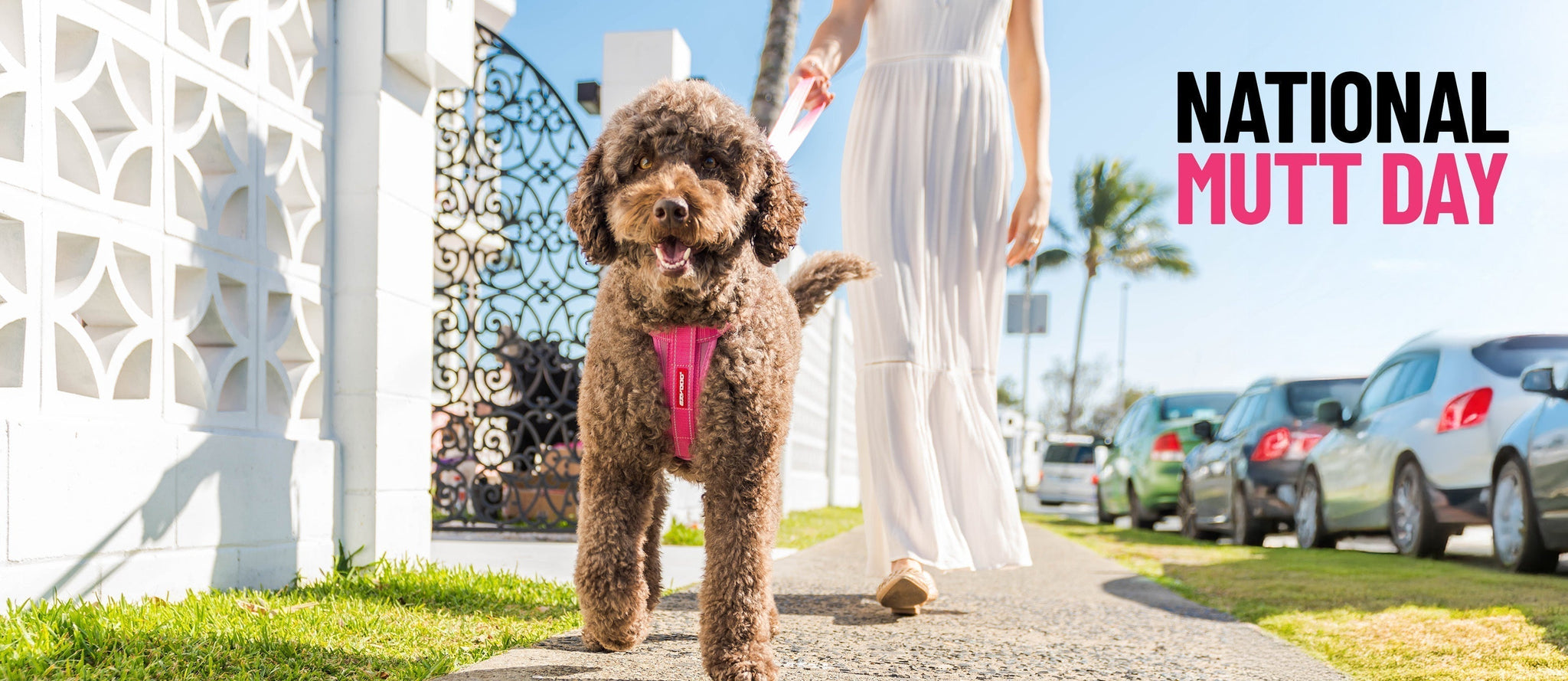 National Mutt Day 2025 | Celebrate Mixed-Breed Dogs with Us