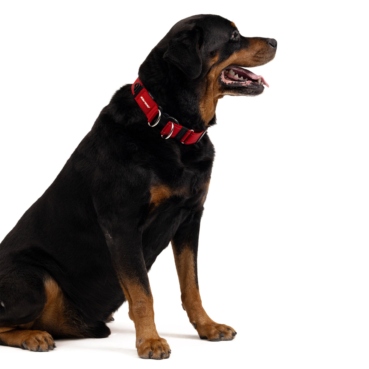 Dog Collars - Stylish, Durable, and Comfortable | EzyDog
