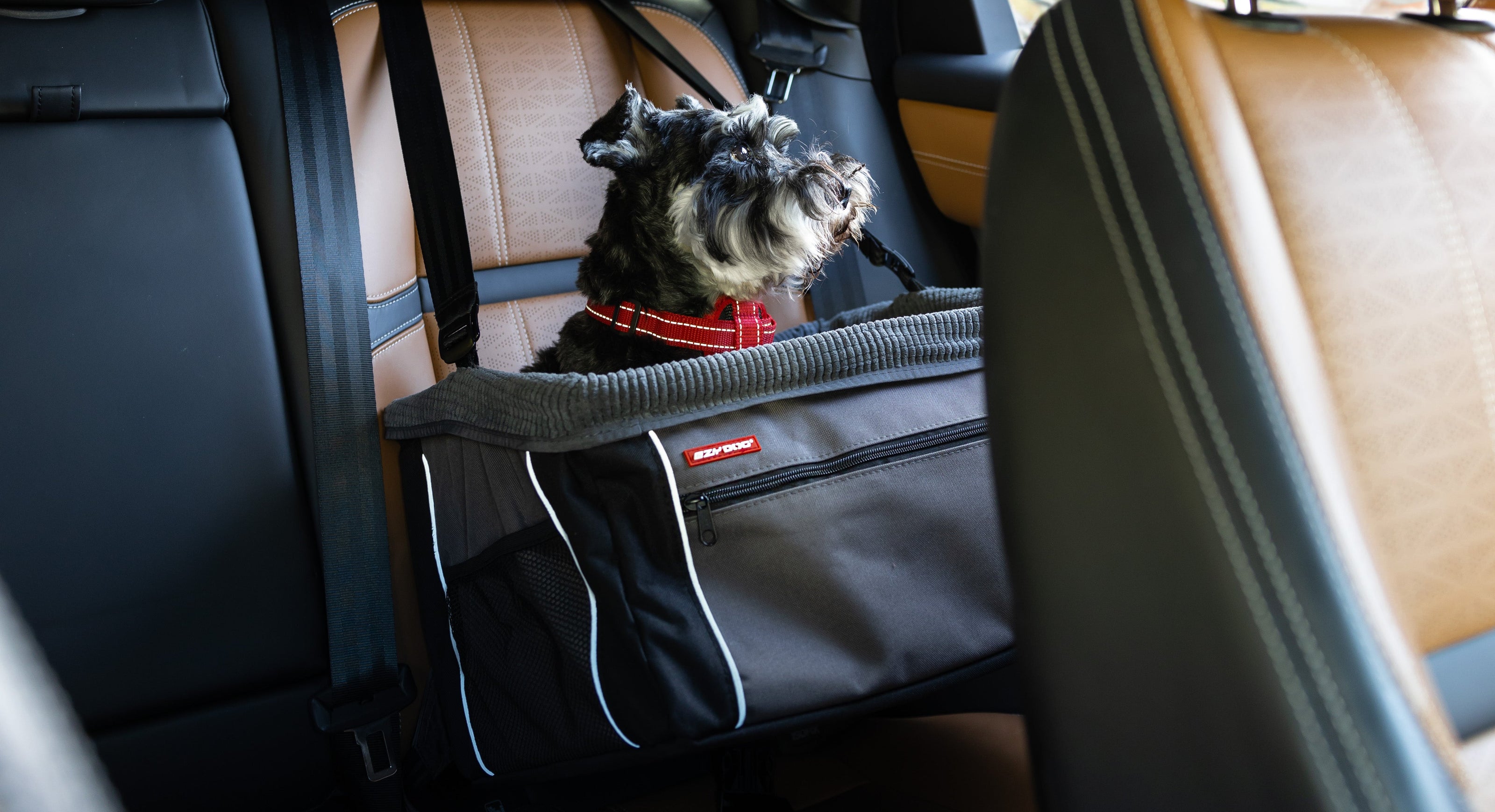 Crash-Tested Dog Travel Gear | Safe, Comfy & Legal | EzyDog