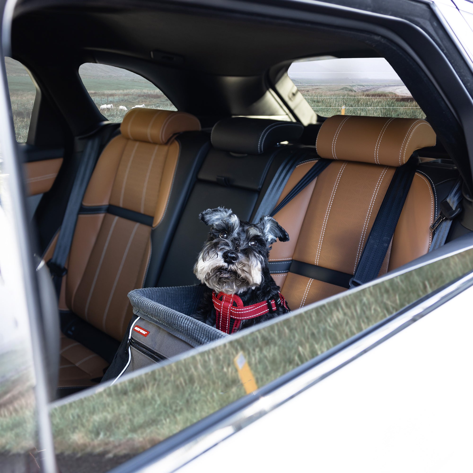 Drive Booster Seat | Small Dog Car Booster Seat