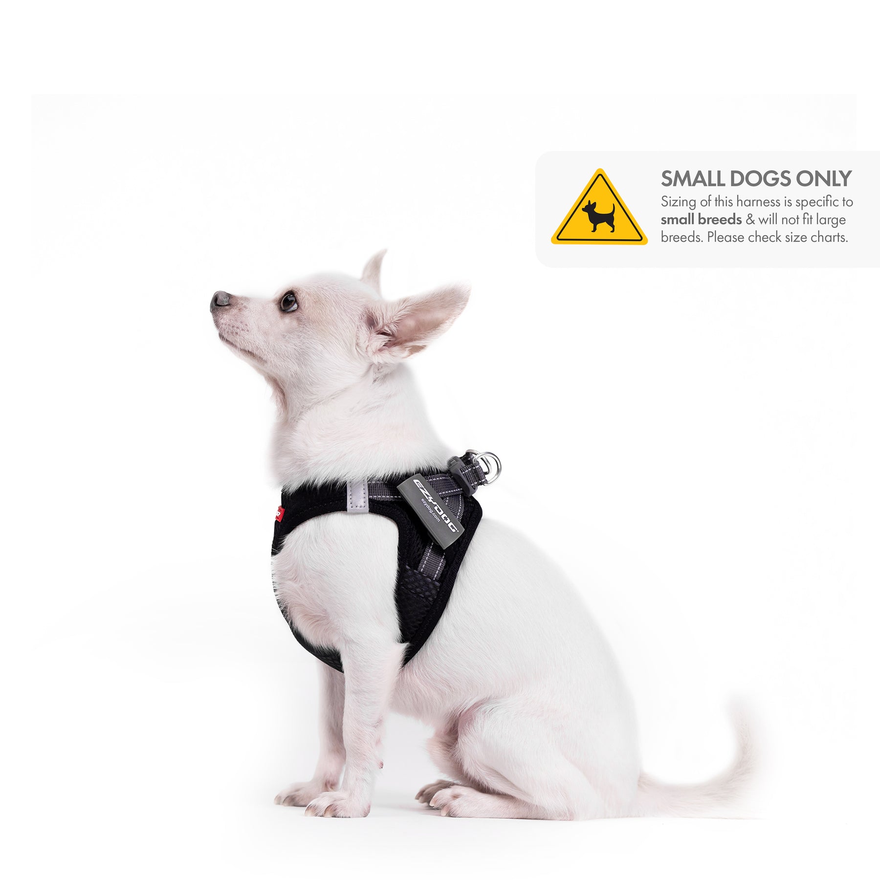 Premium Dog Accessories - Top Picks for Your Pets | EzyDog