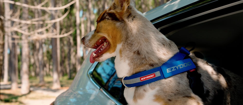 Express Dog Harnesses | Easy-Fit, Adjustable & Secure