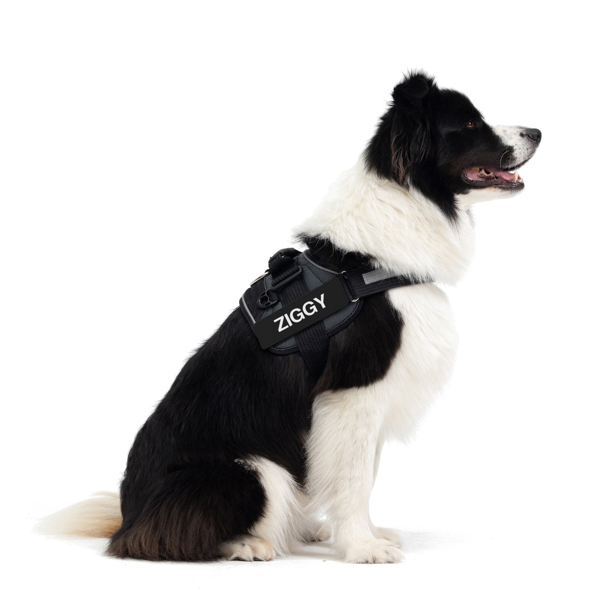 Personalised Dog Labels / Tags